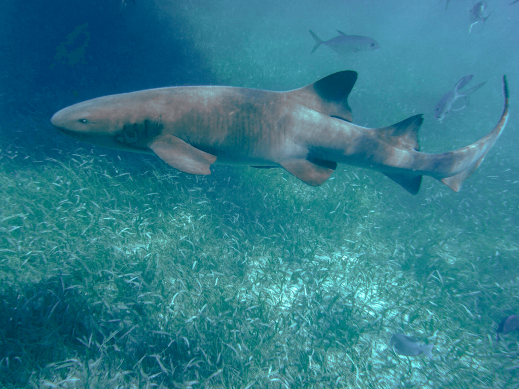 Wat te doen in Belize | De beste tips en meer! - Reismind